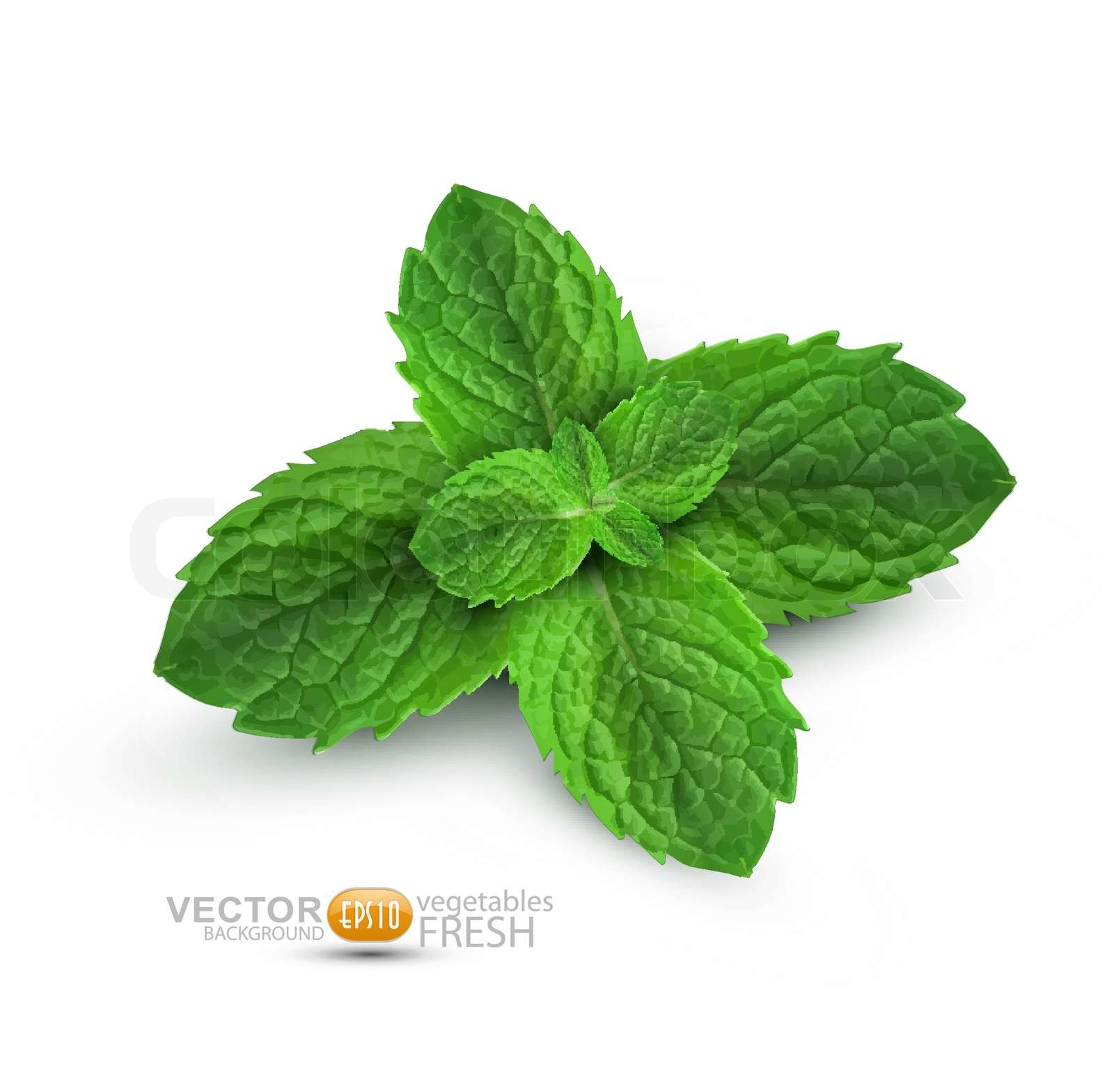 Vektor friske mynteblade på en hvid baggrund | Stock vektor | Colourbox