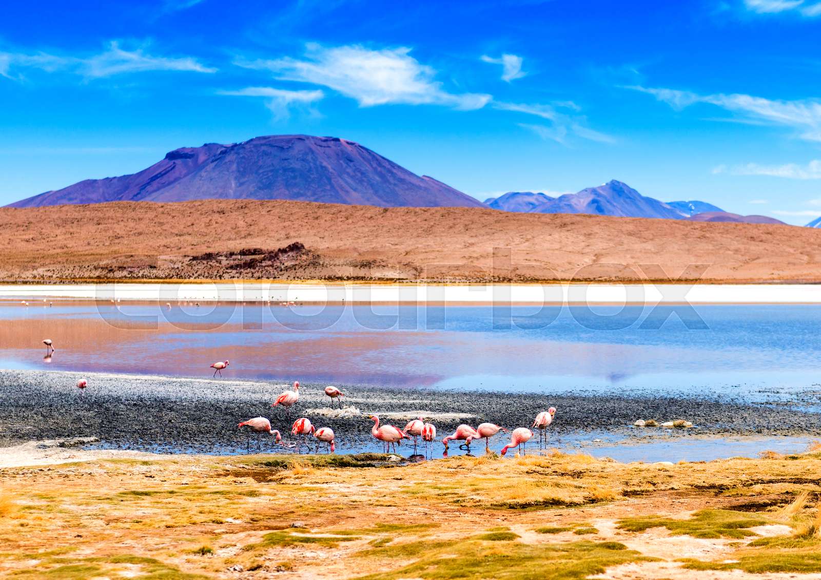 Flamingos at Colorado lagoon | Stock image | Colourbox