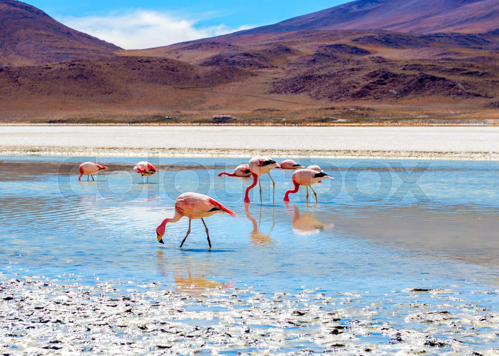 Flamingos at Colorado lagoon | Stock image | Colourbox
