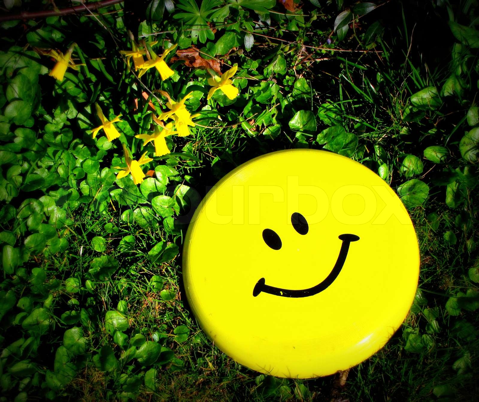 Happy smiley on a lawn with yellow flowers. Daffodils in easter ...