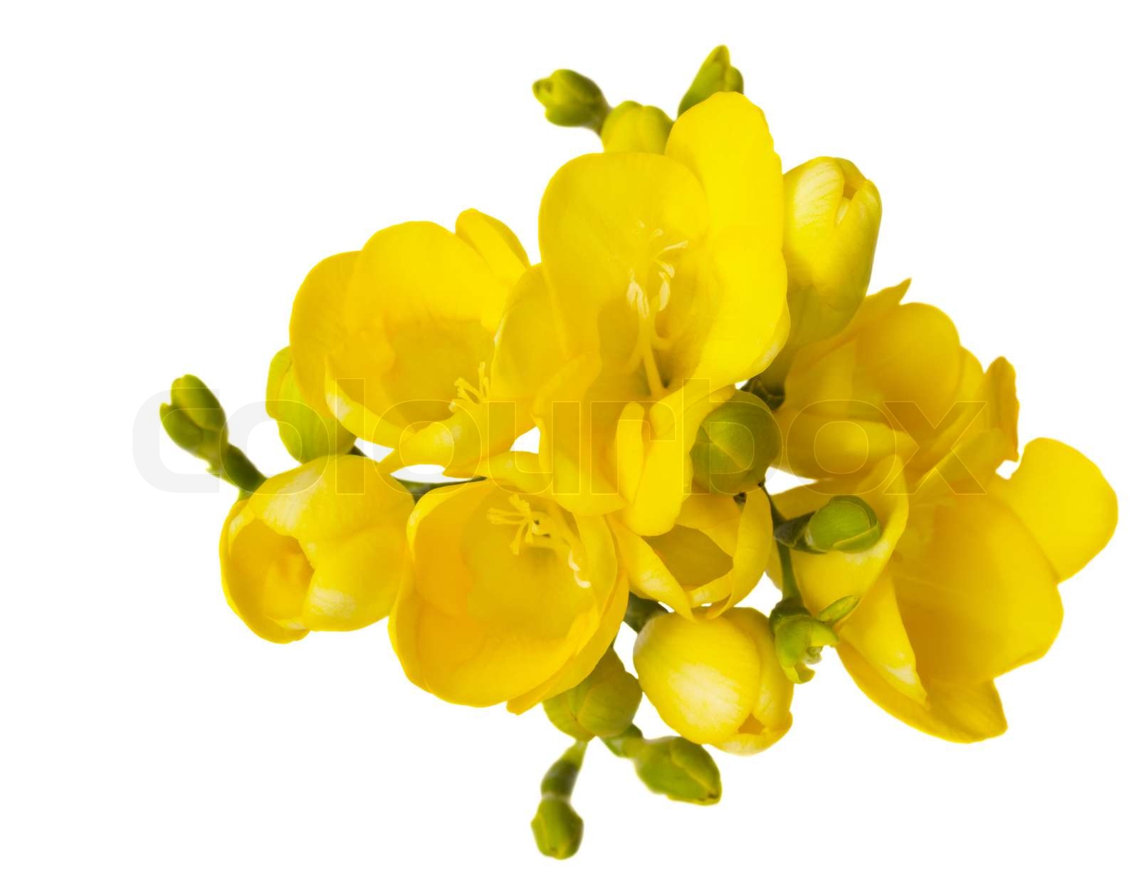 yellow freesia flowers | Stock image | Colourbox
