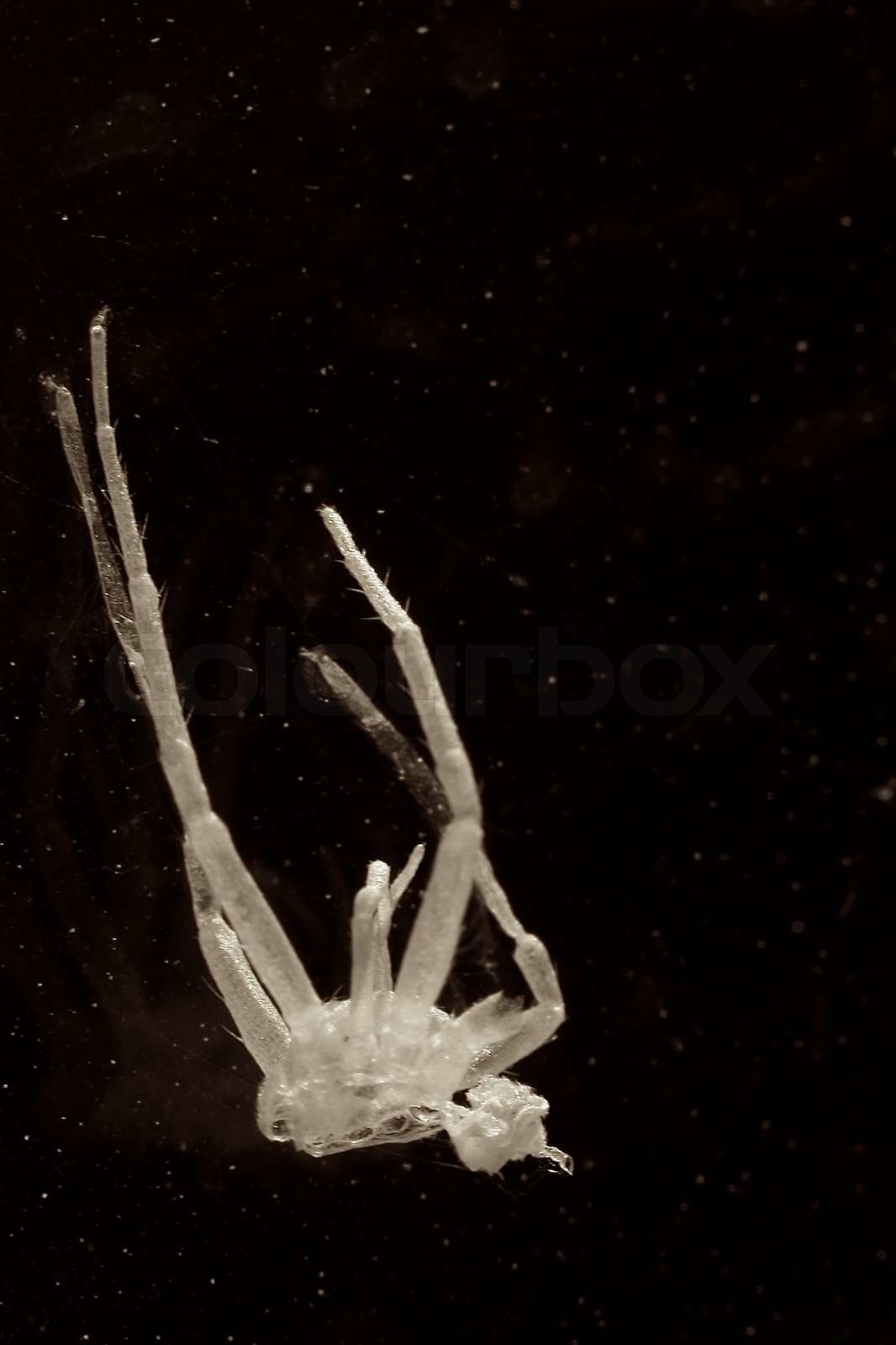 Close-up of a shed spider skin | Stock image | Colourbox