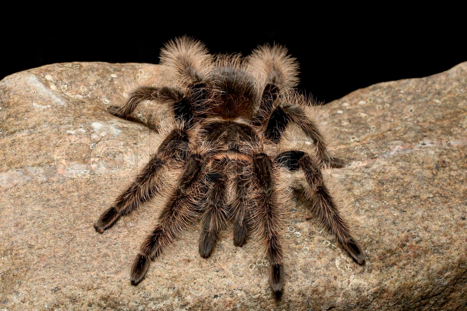 Curlyhair Tarantula | Stock image | Colourbox