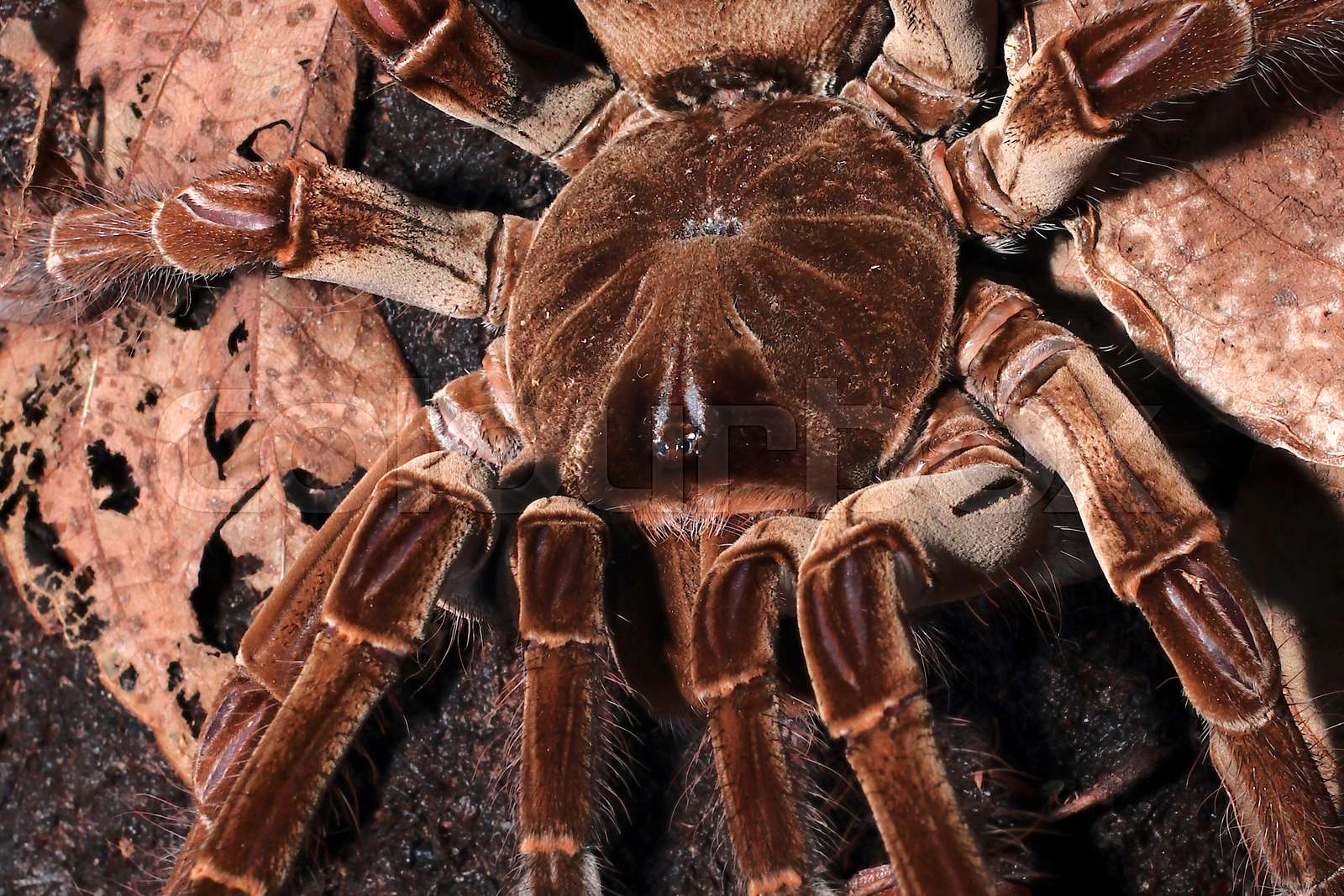 Burgundy Goliath Bird Eater | Stock image | Colourbox