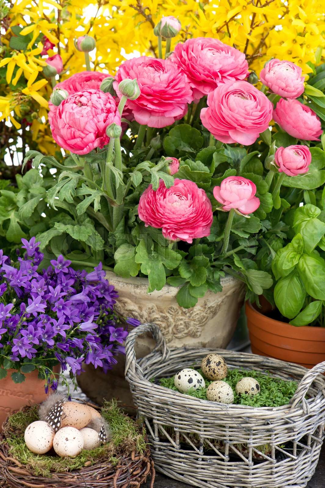 spring flowers and easter eggs decoration | Stock image | Colourbox