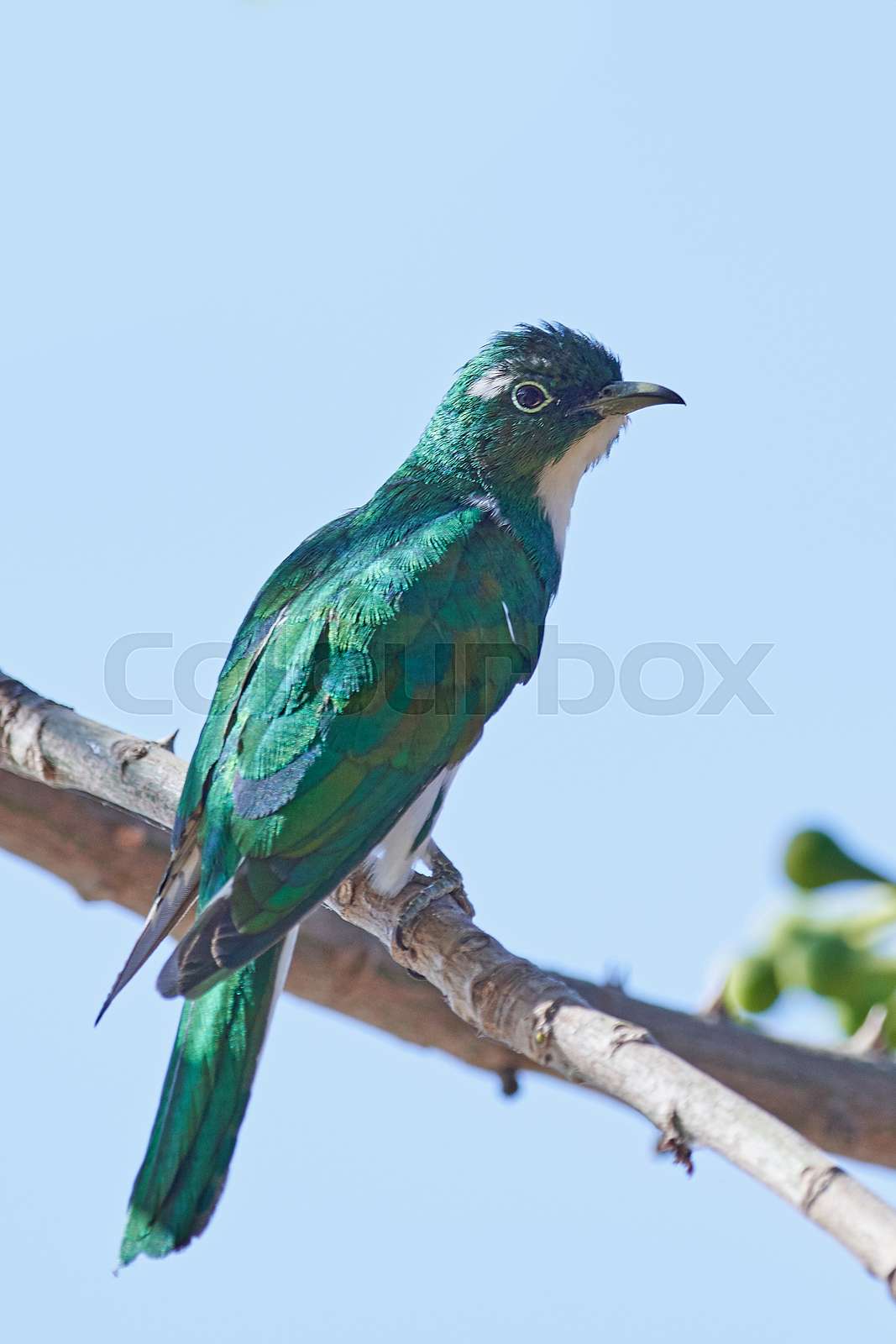 Klaas's cuckoo (Chrysococcyx klaas) | Stock image | Colourbox