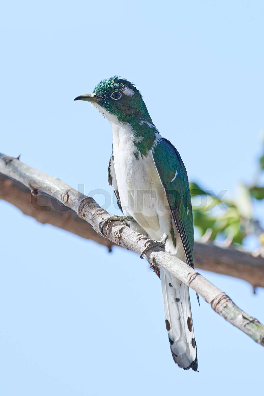 Klaas's cuckoo (Chrysococcyx klaas) | Stock image | Colourbox