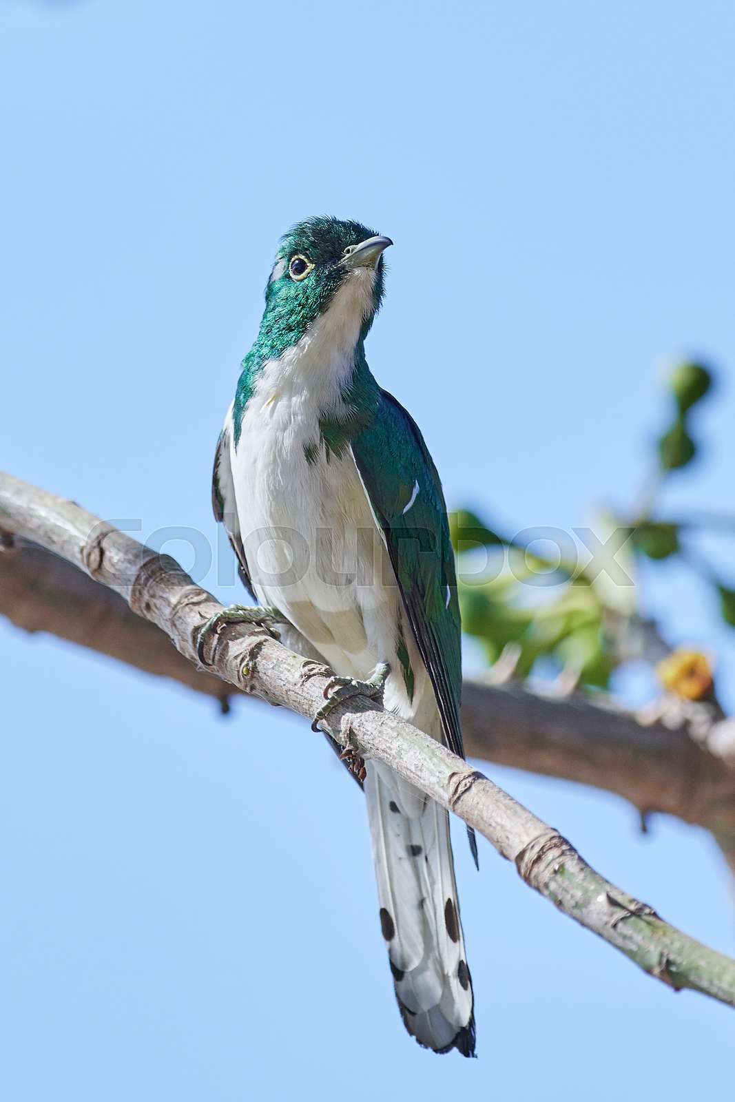 Klaas's cuckoo (Chrysococcyx klaas) | Stock image | Colourbox