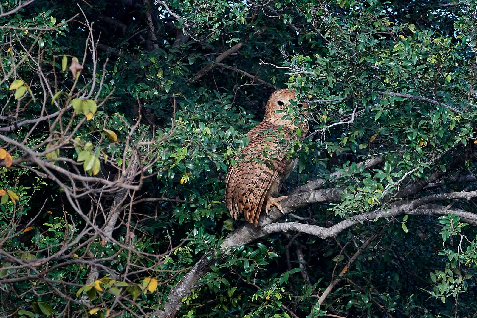 Pels fishing owl (Scotopelia peli) | Stock image | Colourbox