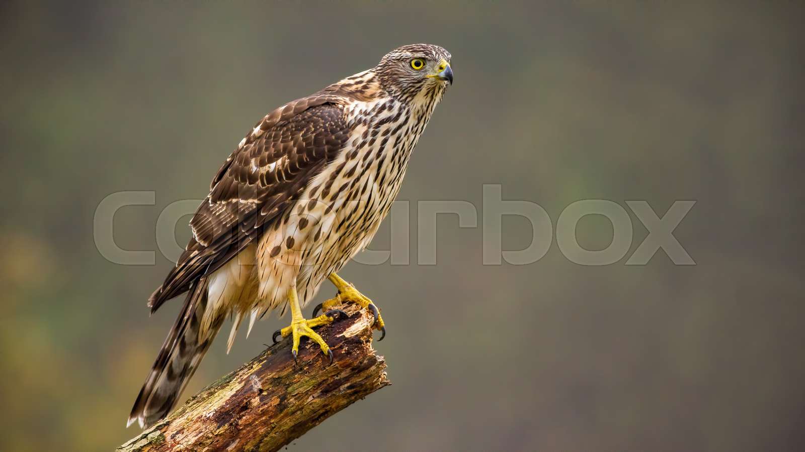 Juvenile Northern Goshawk
