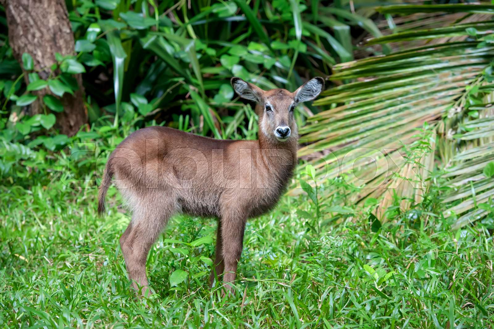 Waterbuck baby in National park of Kenya | Stock image | Colourbox