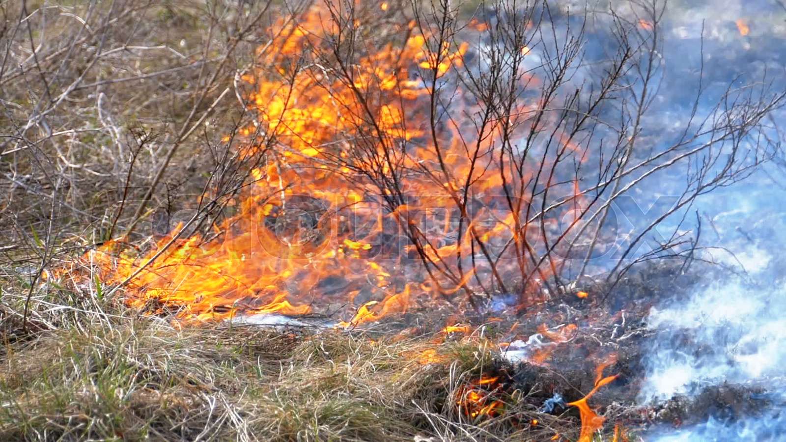 Burning Dry Grass, Trees, Bushes, and Haystacks with Caustic Smoke ...