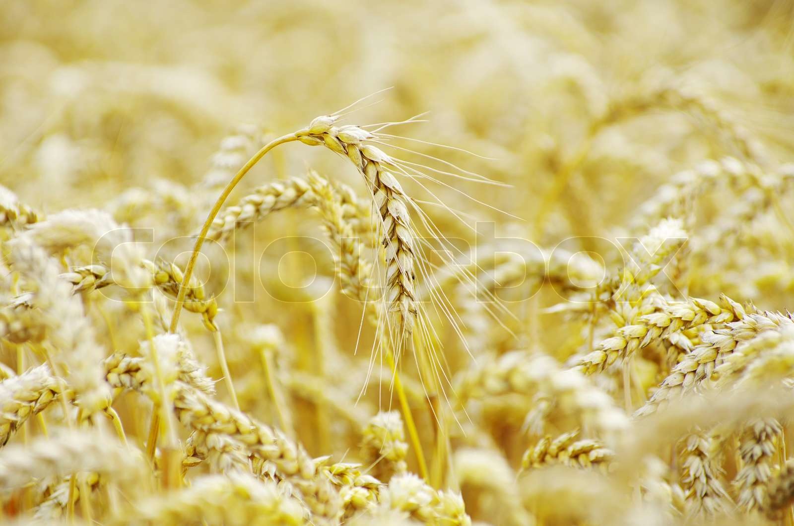 Weizen | Stock Bild | Colourbox
