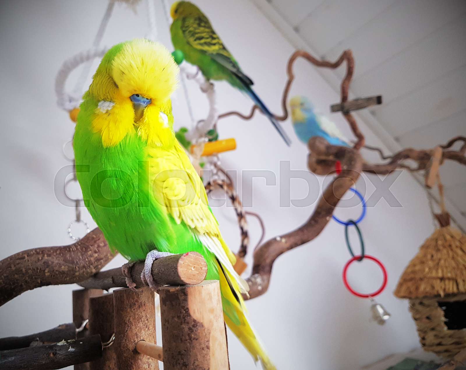 Grøn spangle engelsk undulat, han | Stock foto | Colourbox