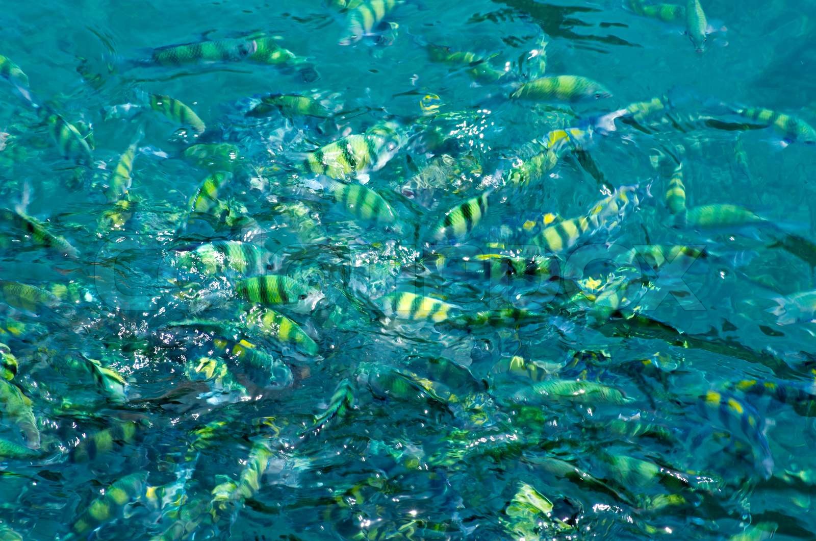 sea fish | Stock image | Colourbox