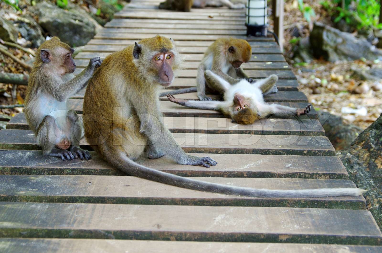 abe | Stock foto | Colourbox