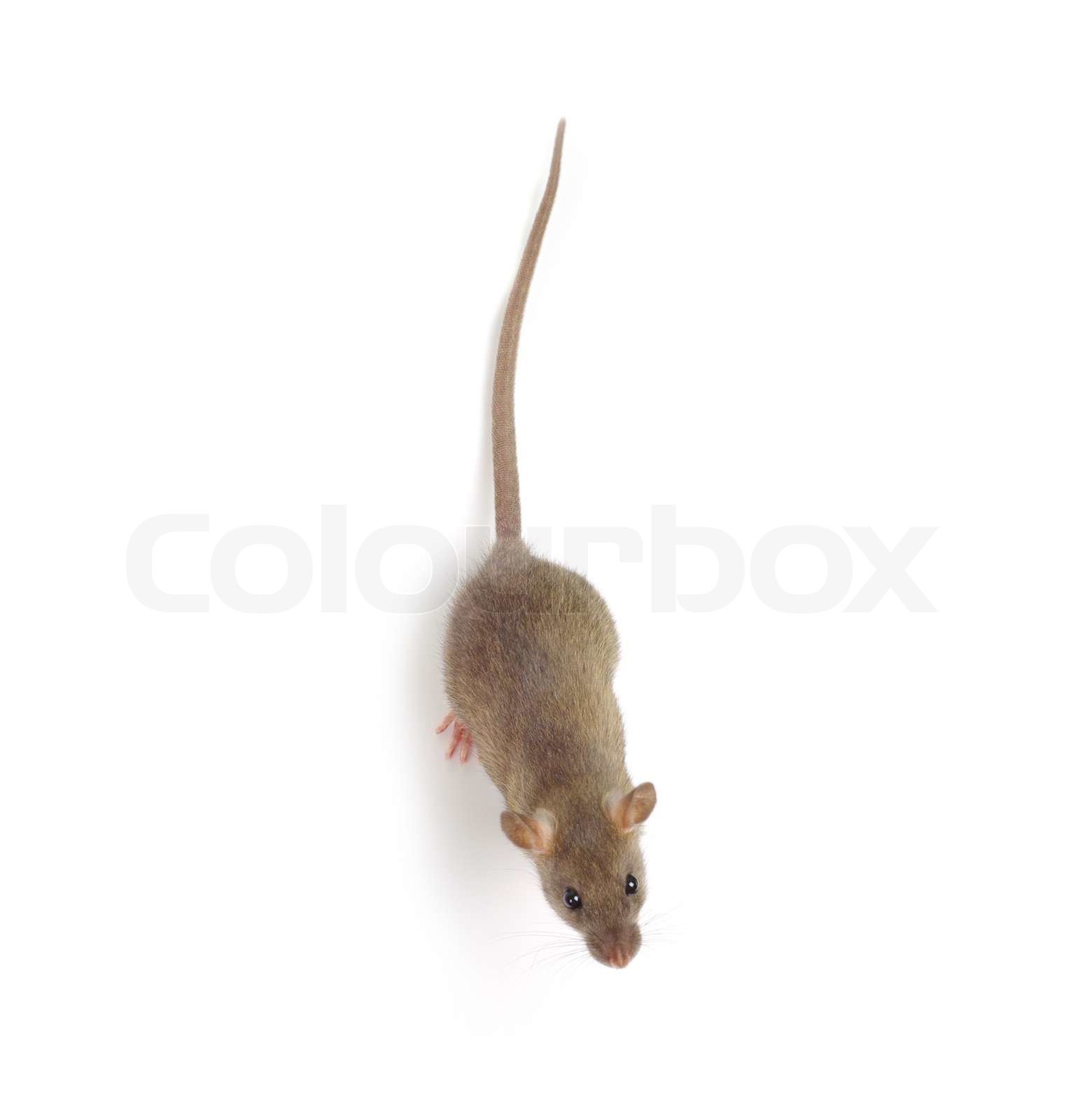 Ratte | Stock Bild | Colourbox