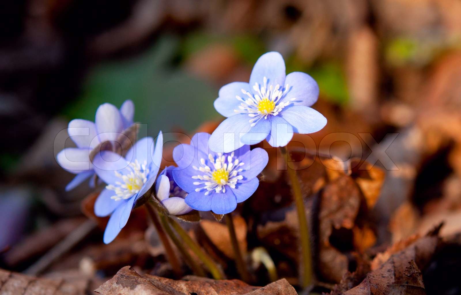 Hepatica nobilis | Stock image | Colourbox