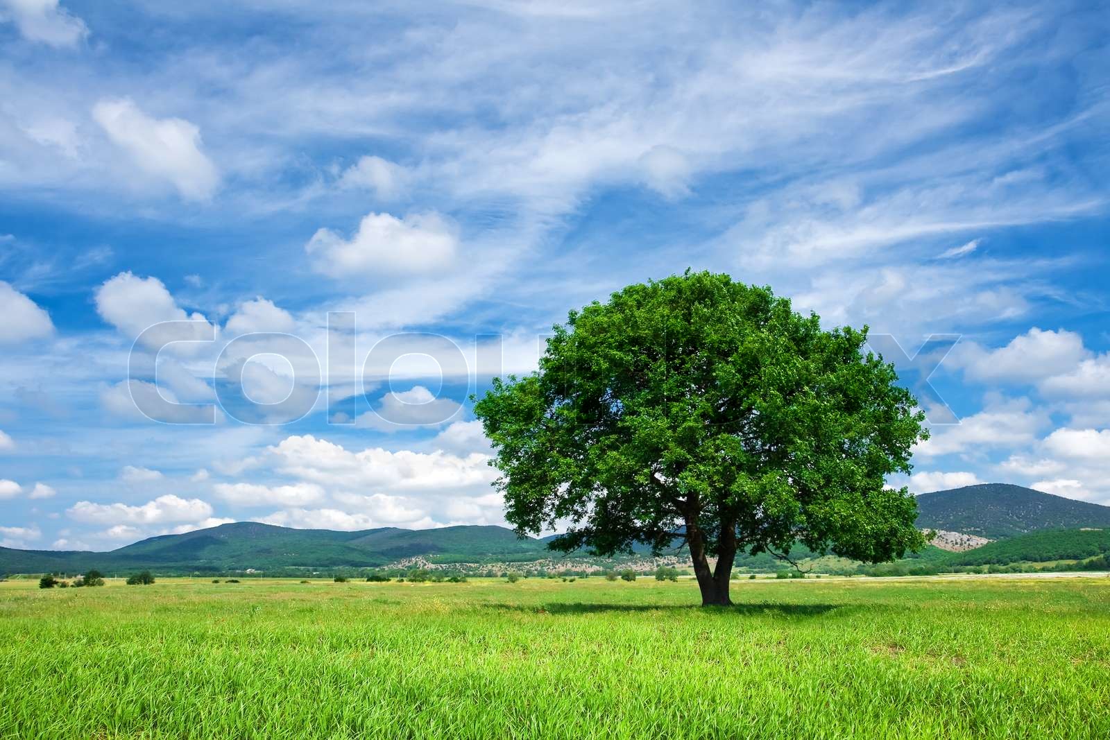 Green Tree Landscape