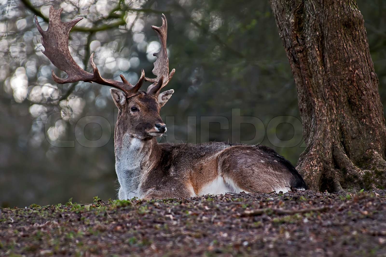 Sika hjort | Stock foto | Colourbox