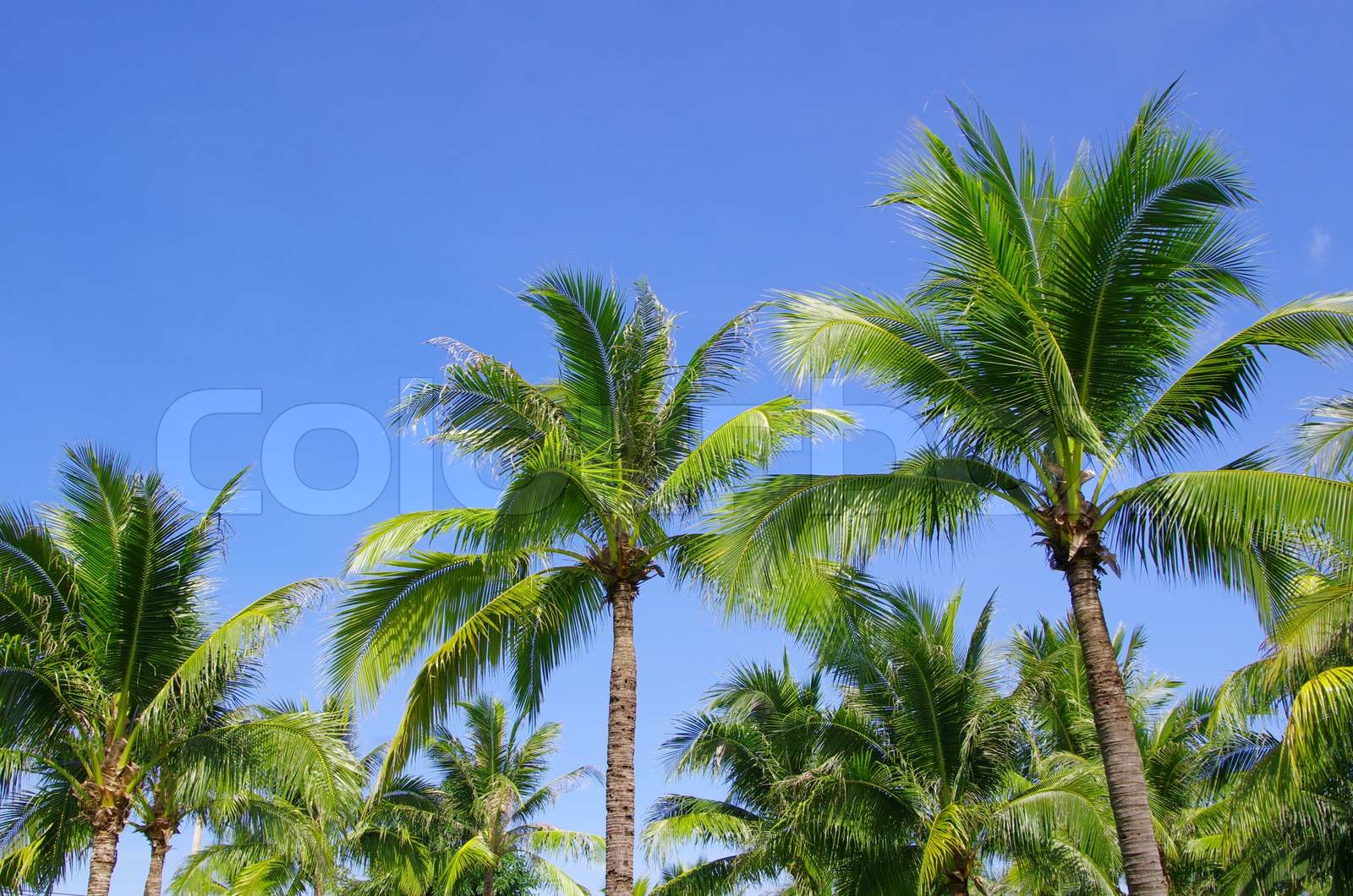 palme på blå himmel | Stock foto | Colourbox