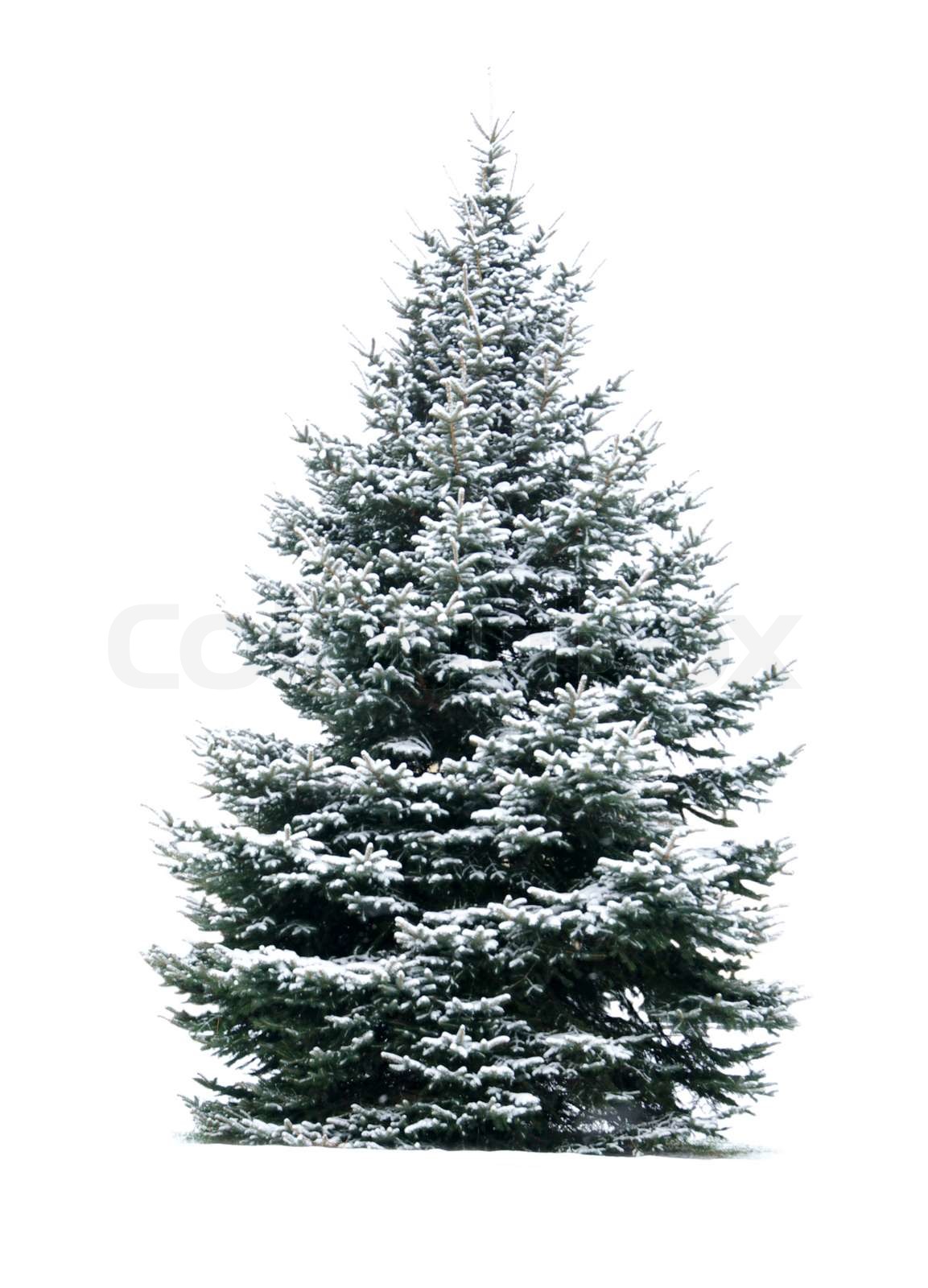 Tannenbaum | Stock Bild | Colourbox