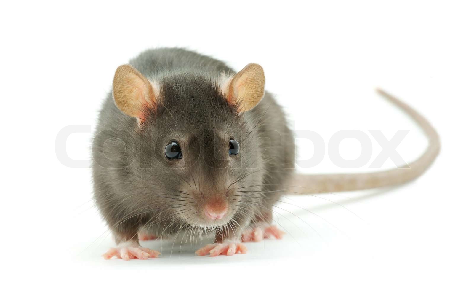 Ratte | Stock Bild | Colourbox