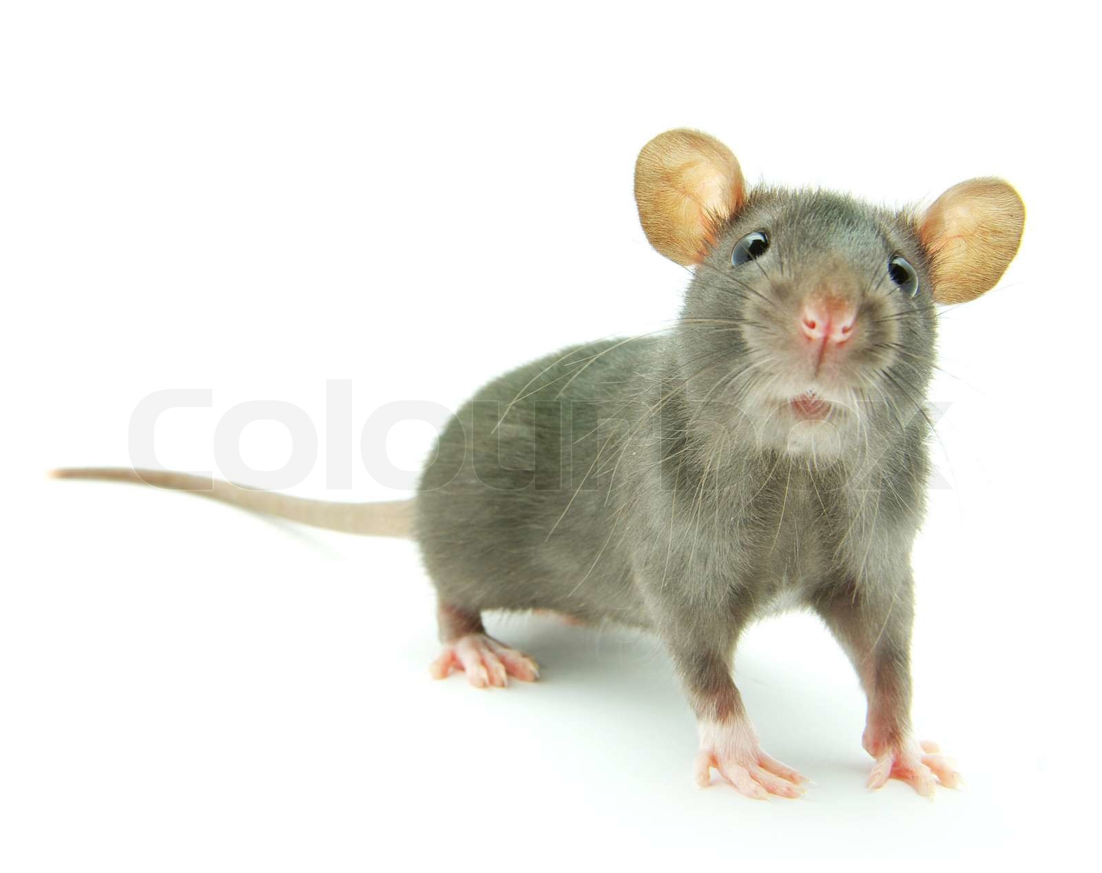 rotte | Stock foto | Colourbox