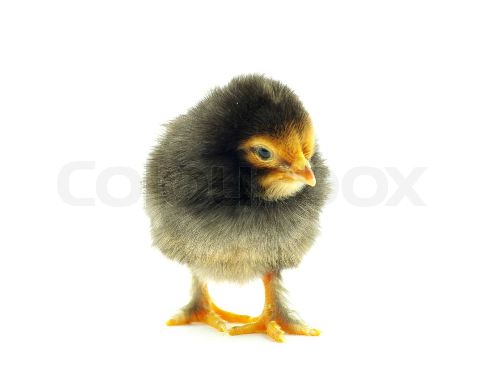 lille kylling | Stock foto | Colourbox