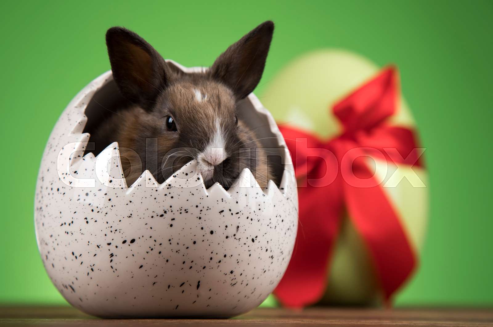 Rabbit, Bunny and easter Egg | Stock image | Colourbox