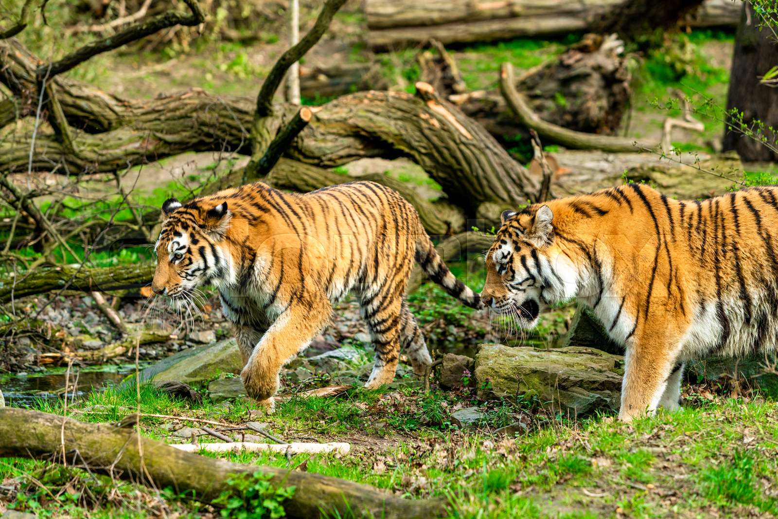beautiful tiger in zoo | Stock image | Colourbox