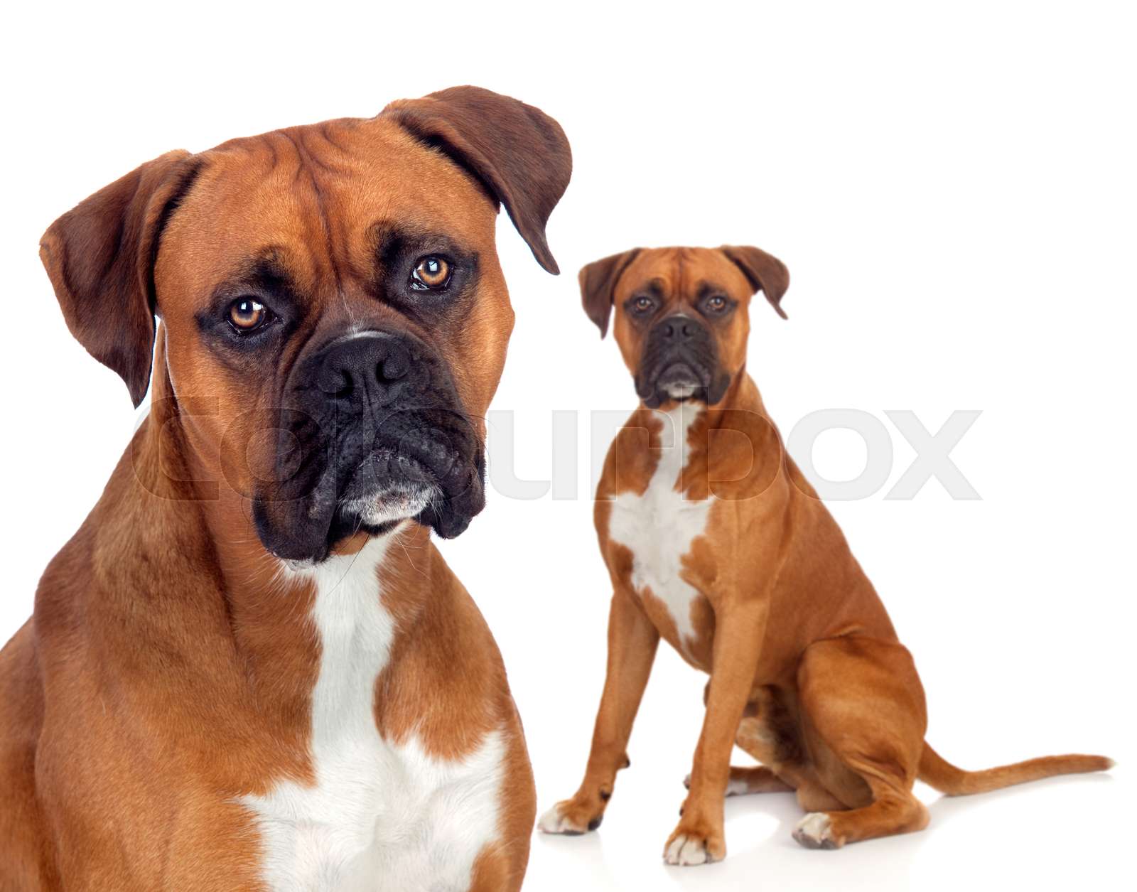 Canine family | Stock image | Colourbox