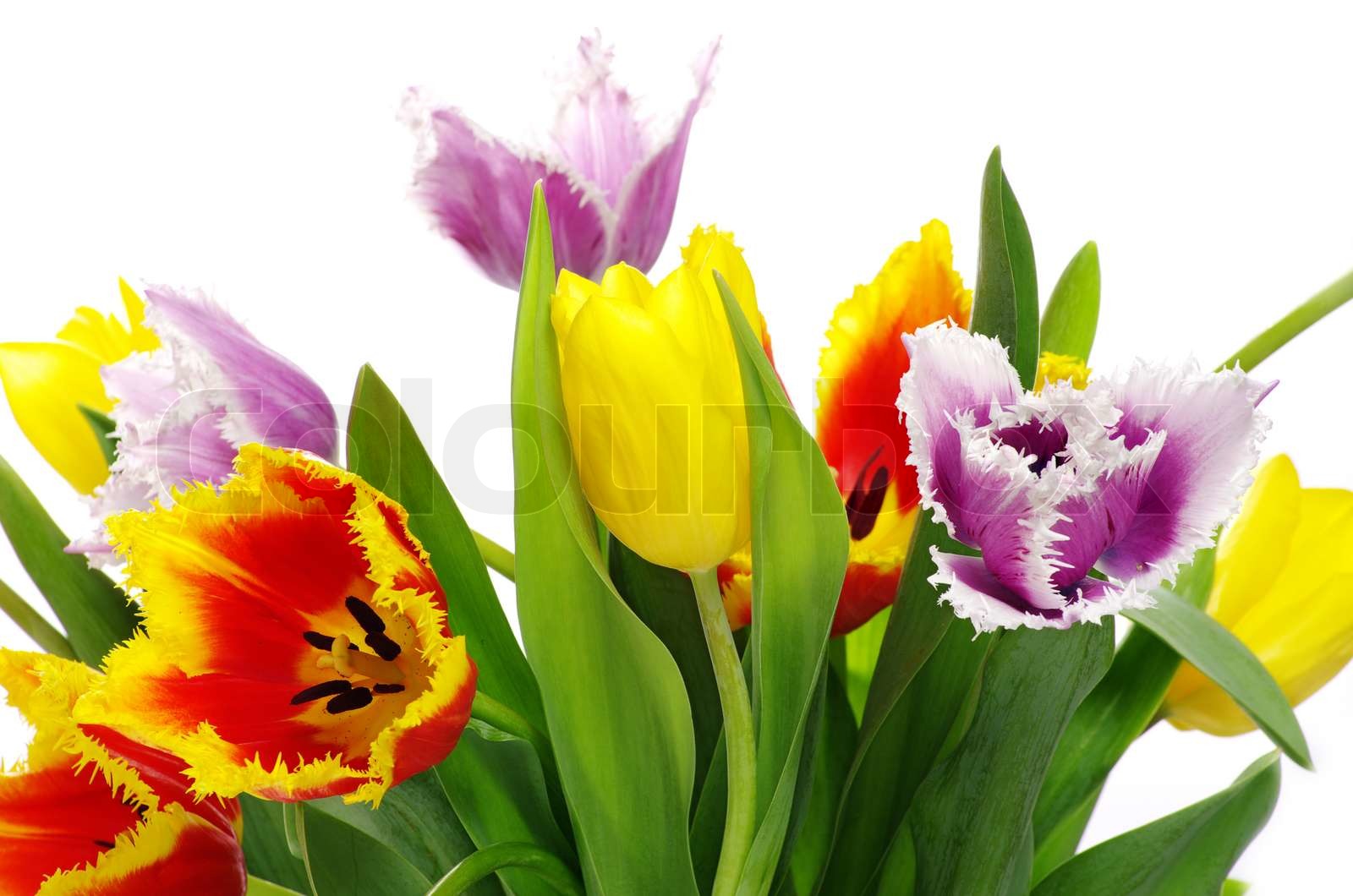 Tulpen | Stock Bild | Colourbox