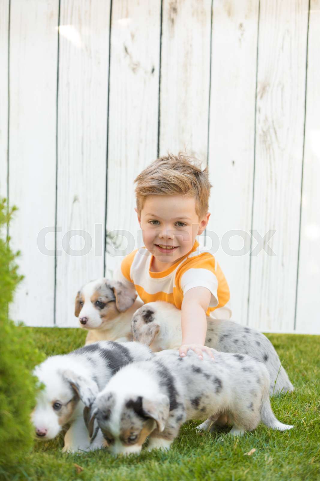 Little boy and corgi puppies | Stock image | Colourbox