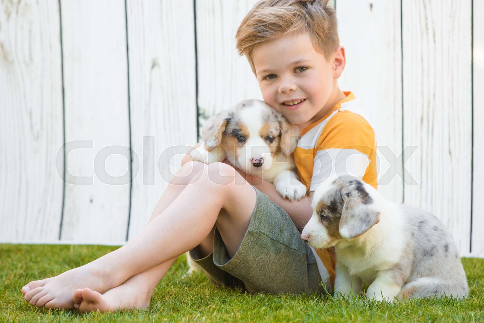 Little boy and corgi puppies | Stock image | Colourbox