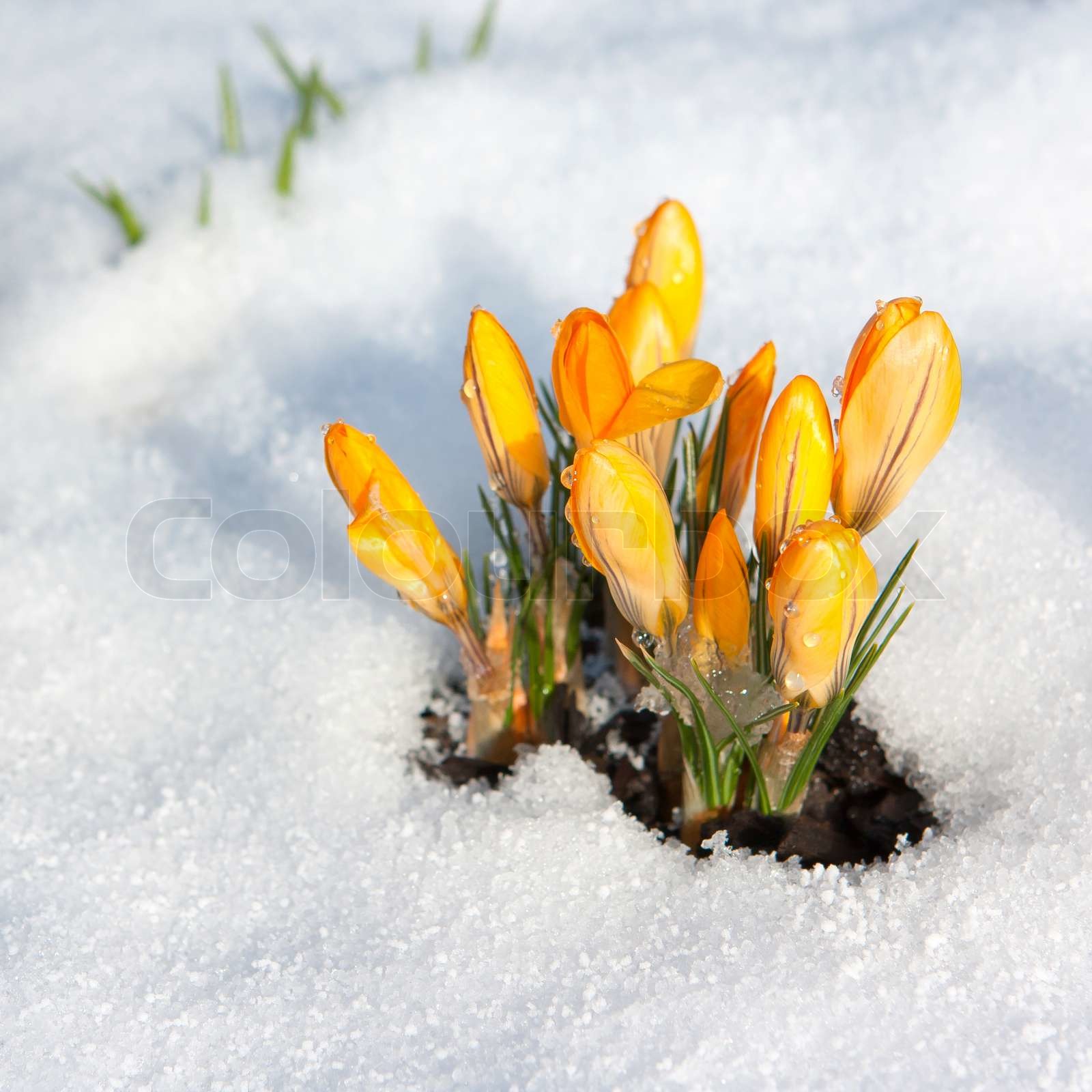 Krokus Im Schnee
