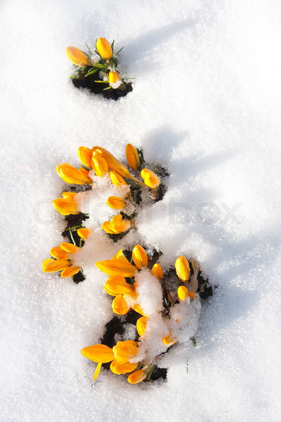 Yellow crocus Crocus flavus in snow | Stock image | Colourbox