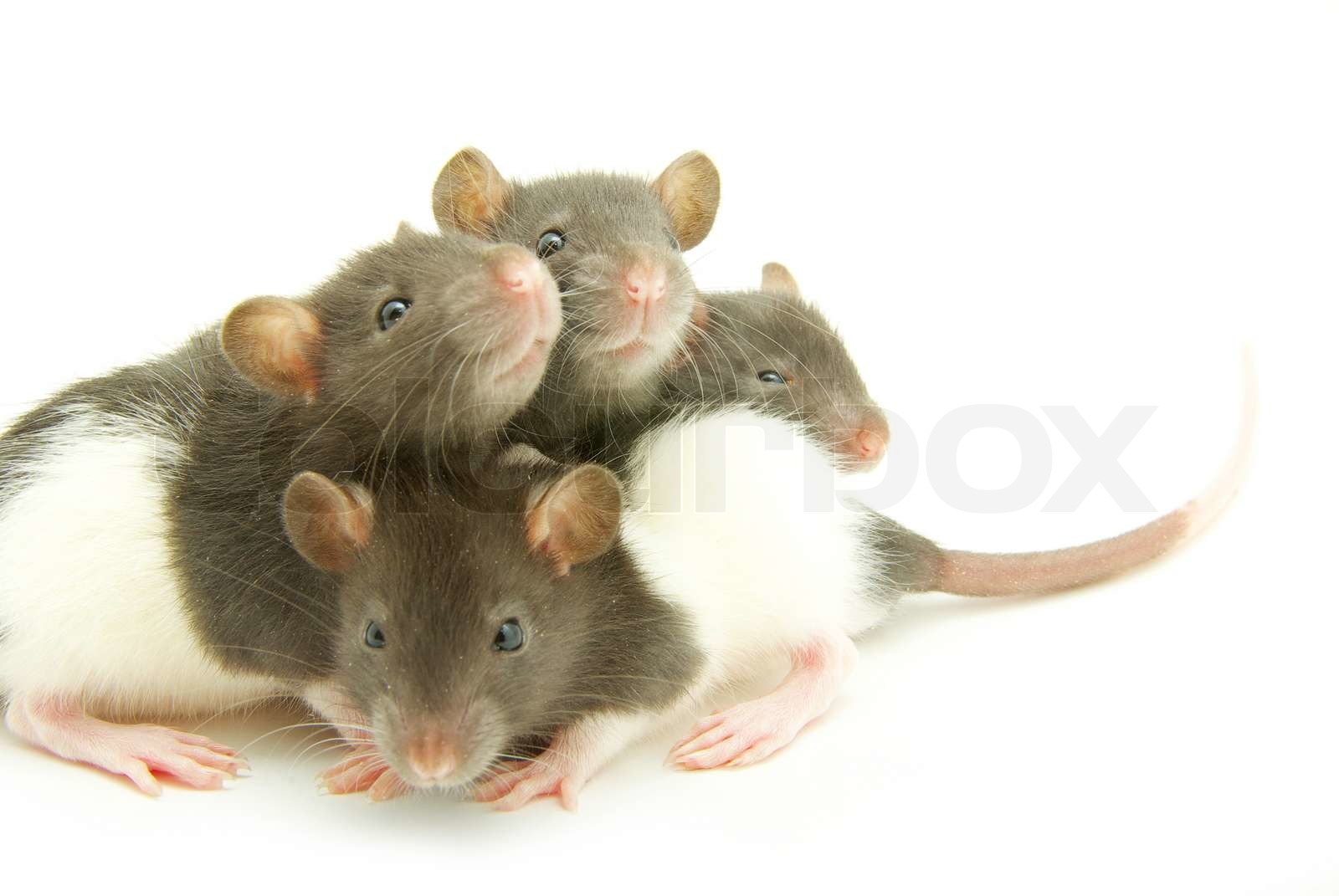 Ratten | Stock Bild | Colourbox