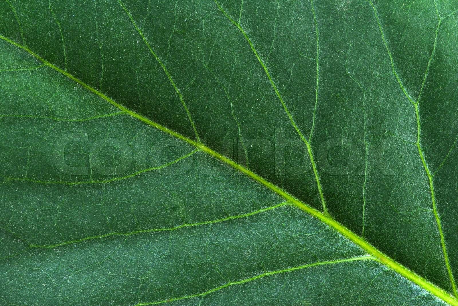 Blatt | Stock Bild | Colourbox