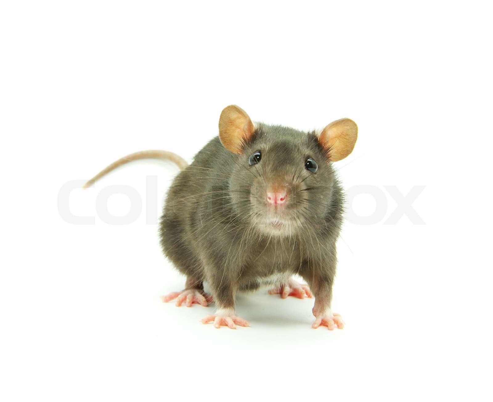 Ratte | Stock Bild | Colourbox