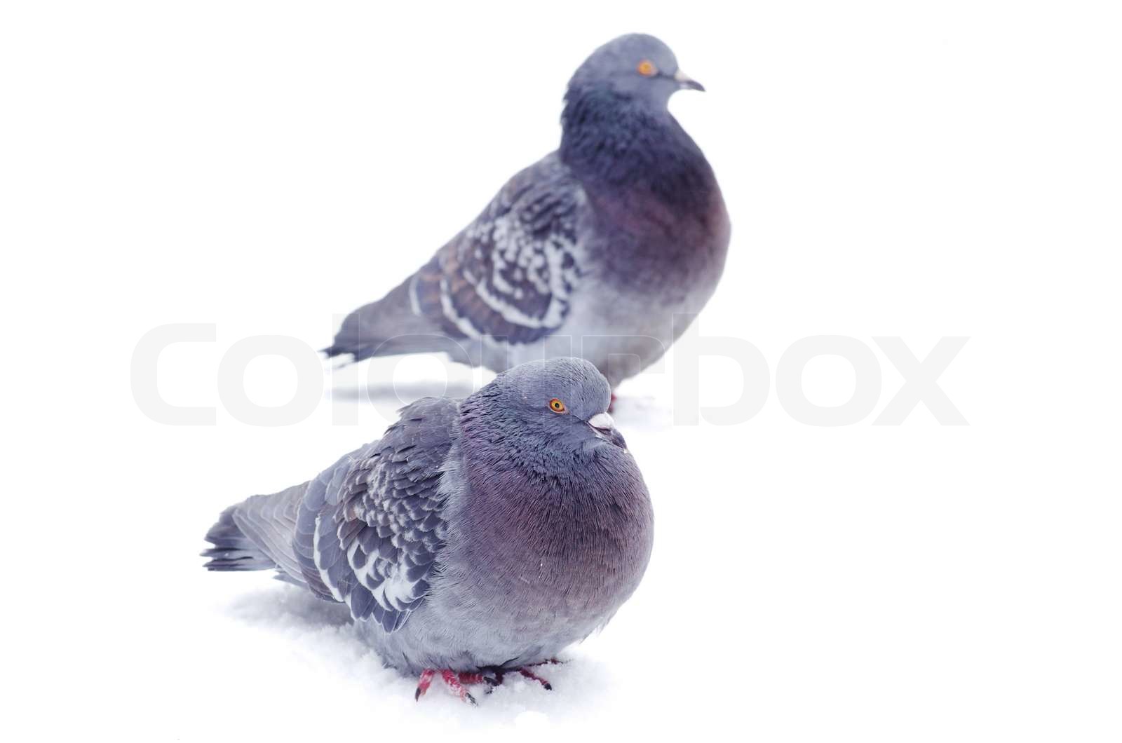 duer | Stock foto | Colourbox