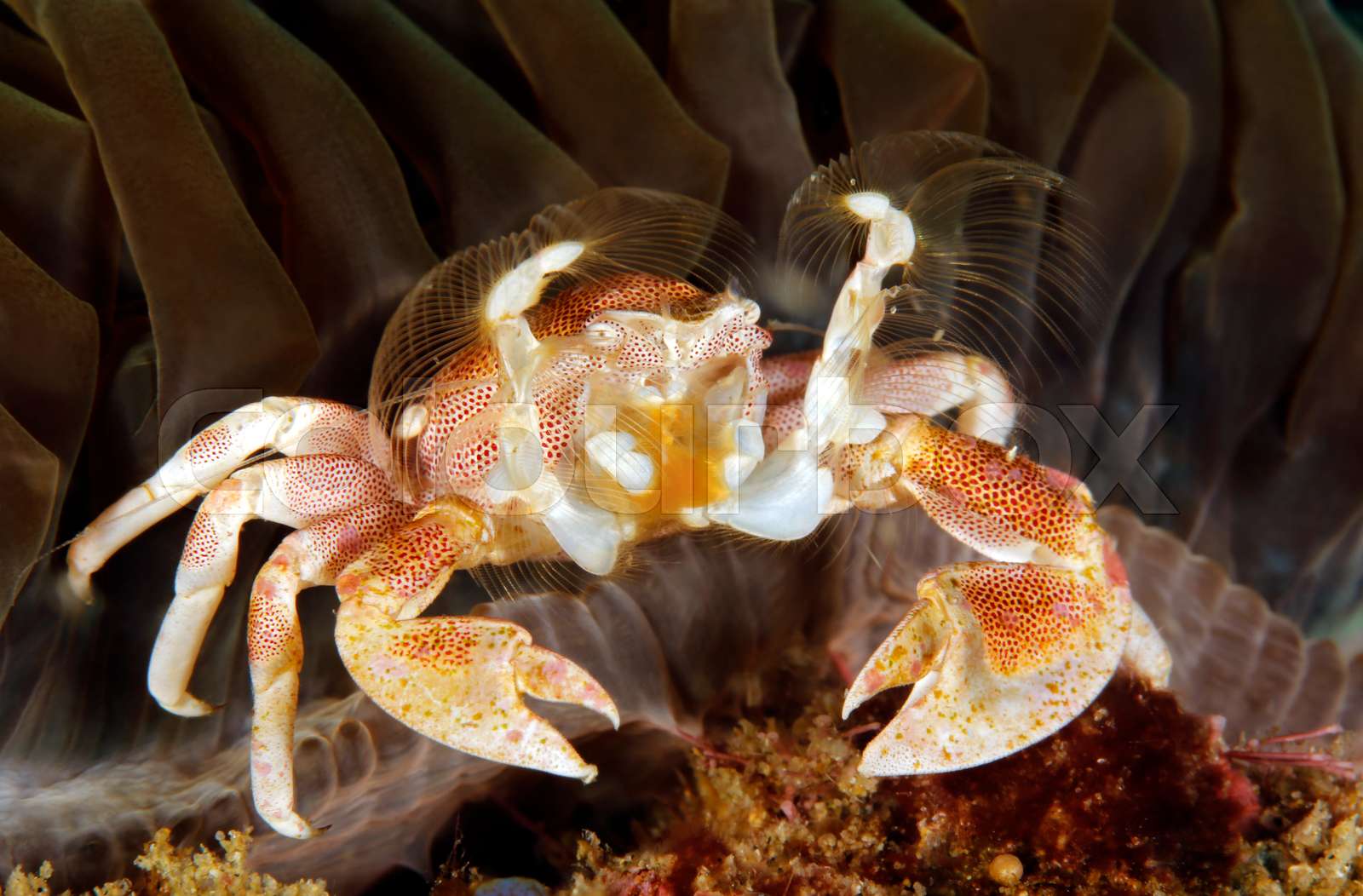 Spotted Porcelain Crab | Stock image | Colourbox