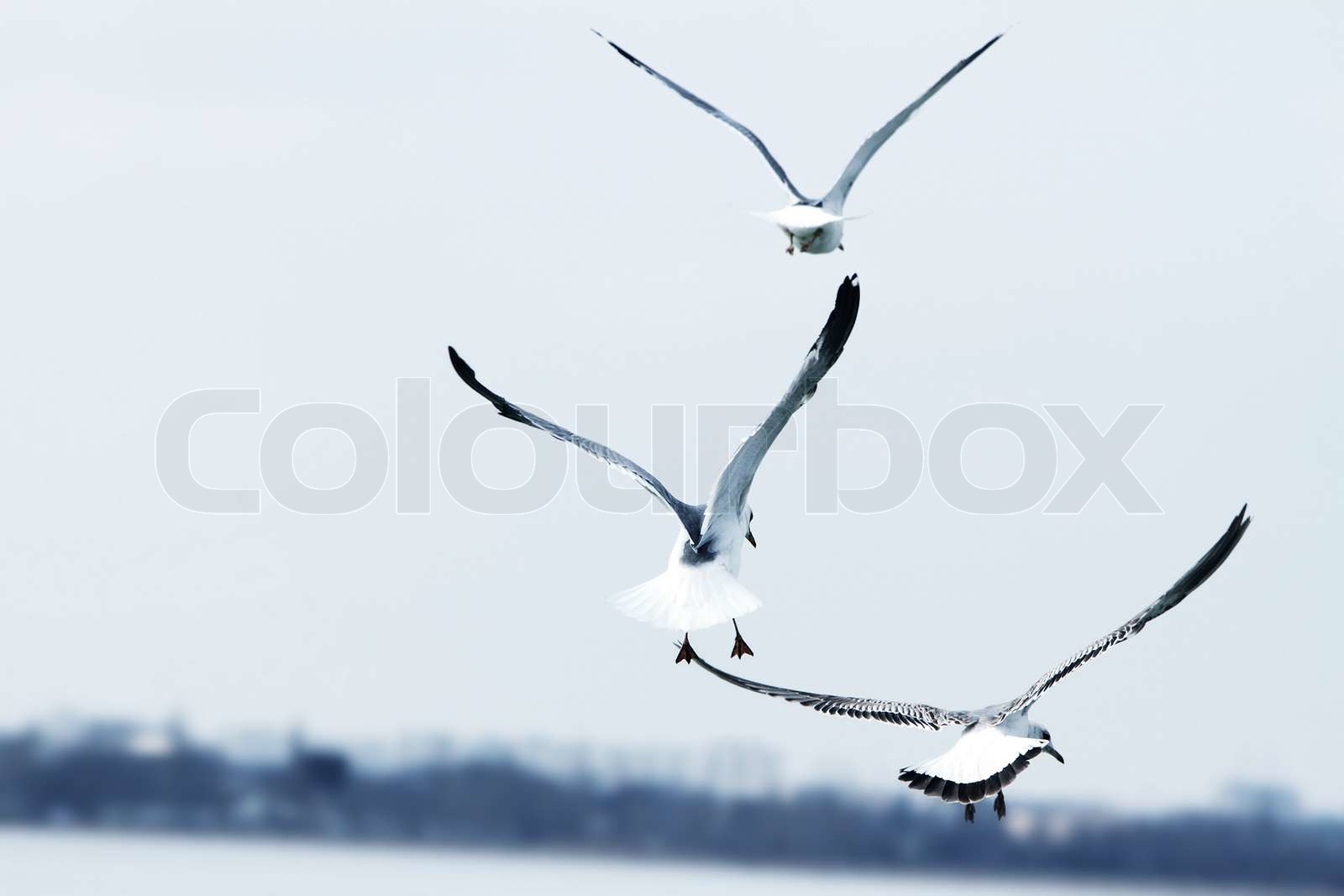 mågerne flyvende | Stock foto | Colourbox