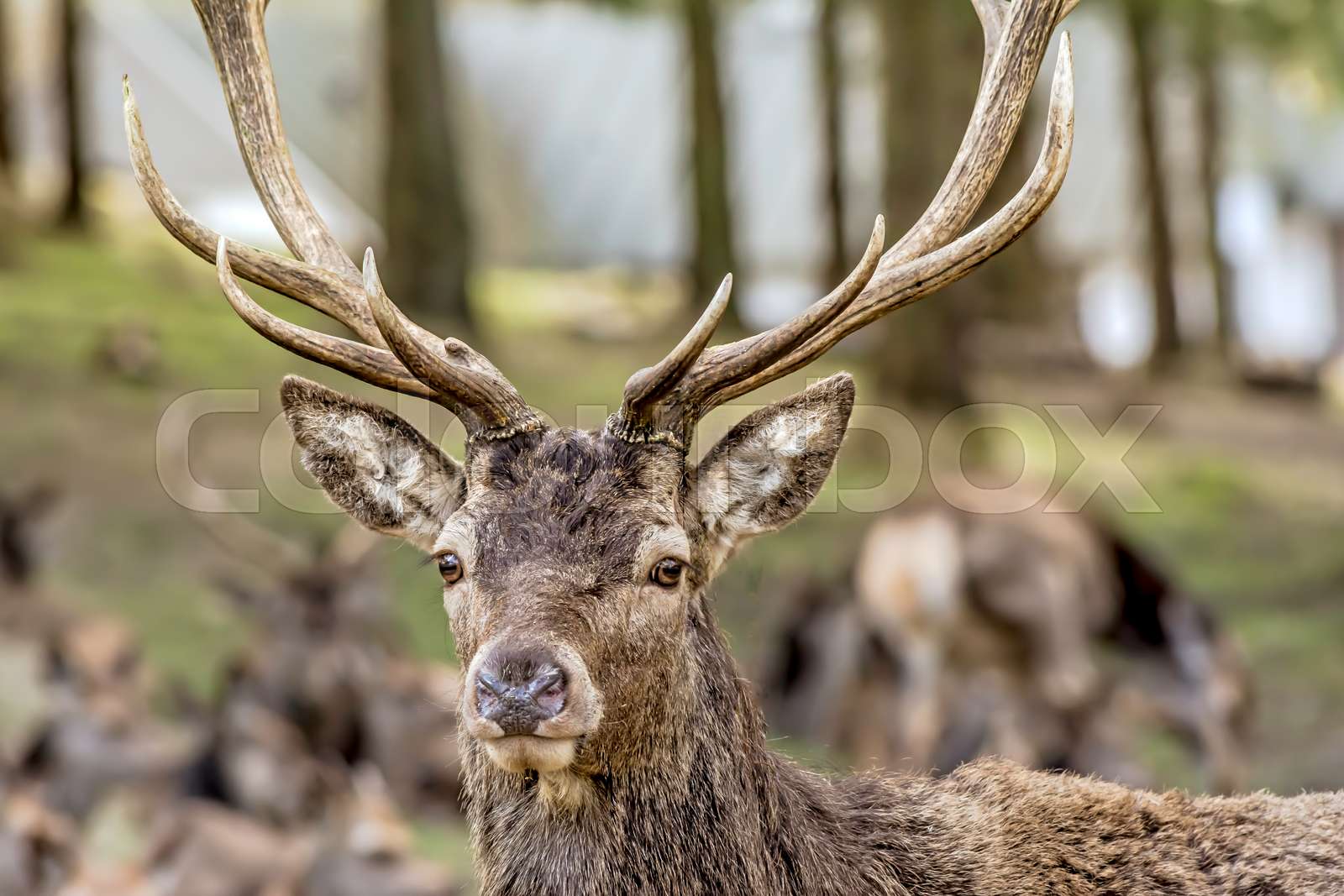 hjort, gevir, naturen | Stock image | Colourbox