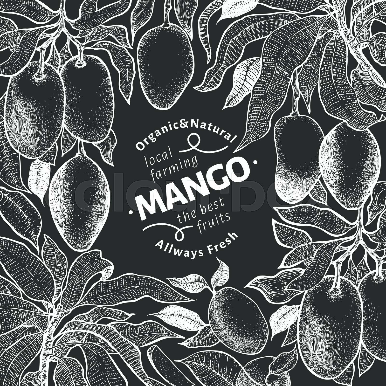 Mango tree vintage design template. Botanical mango fruit frame ...