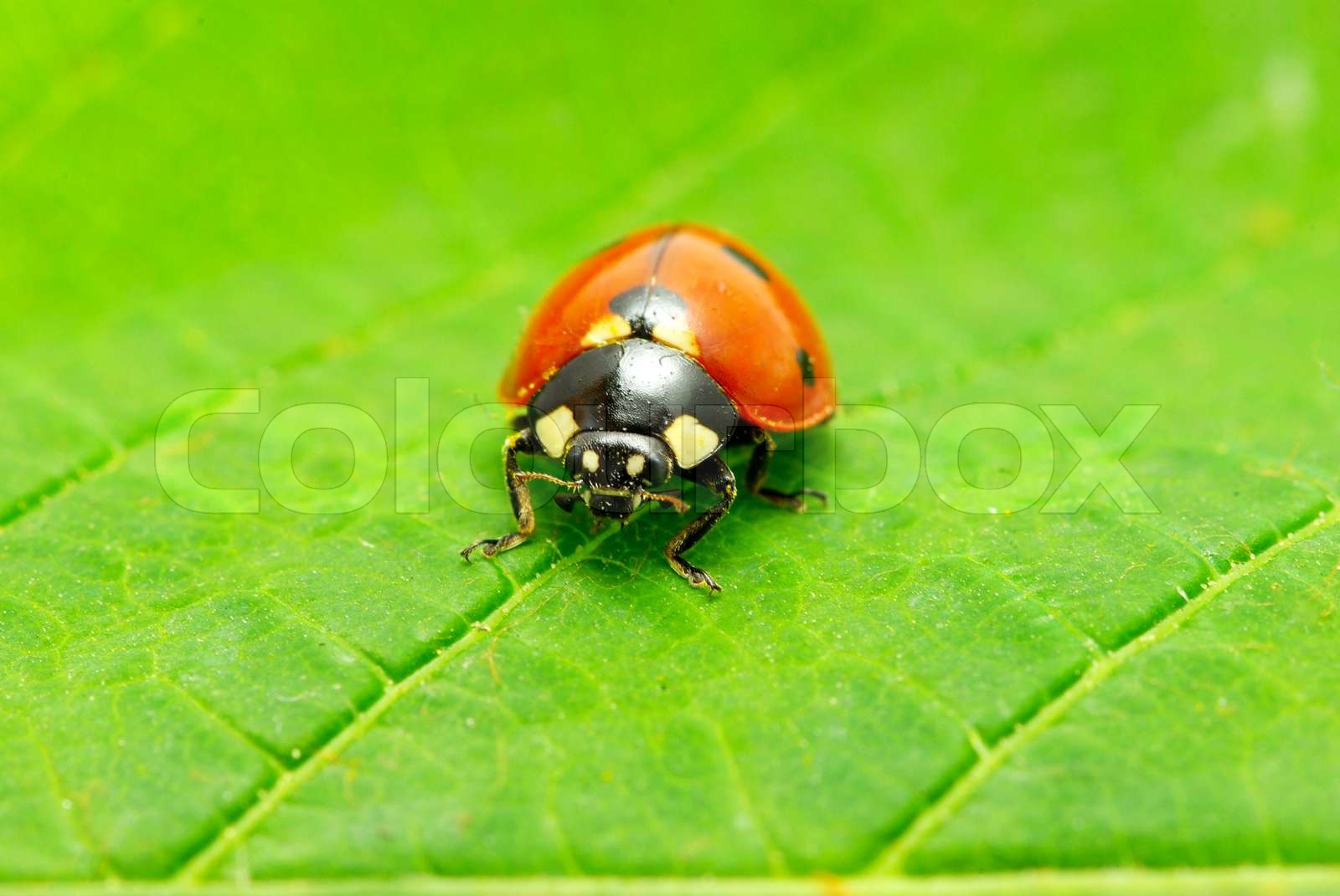 red ladybug | Stock image | Colourbox