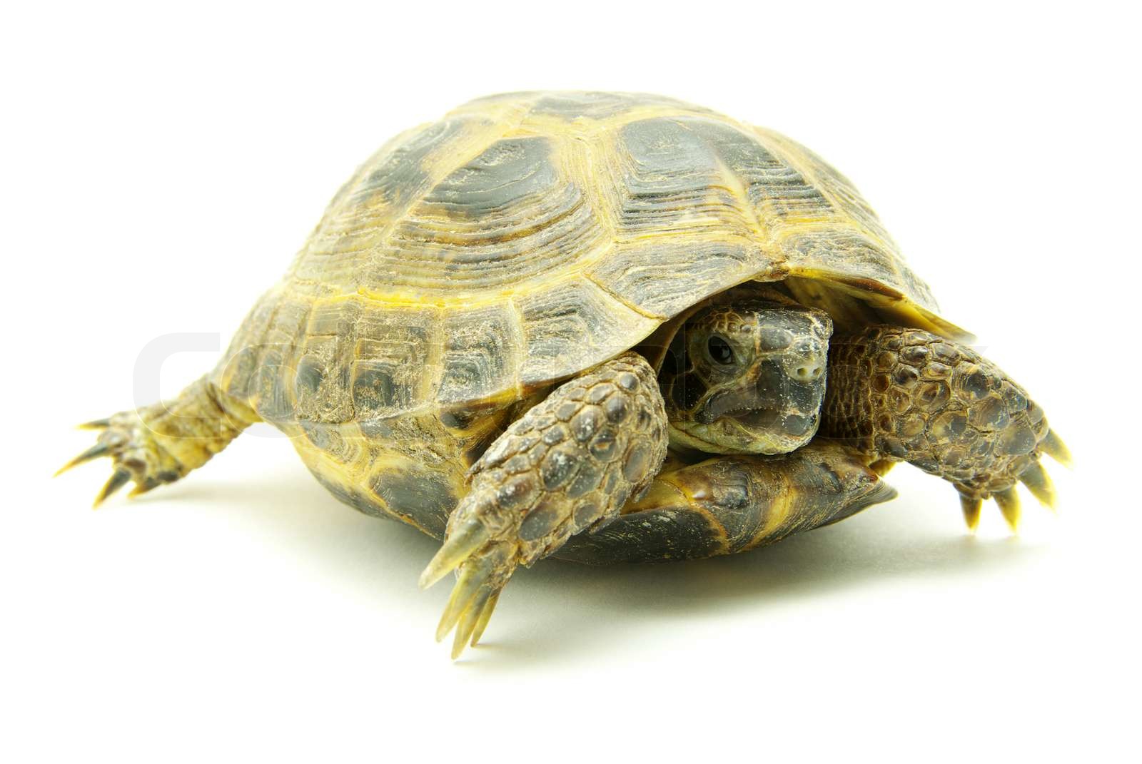 turtle | Stock image | Colourbox