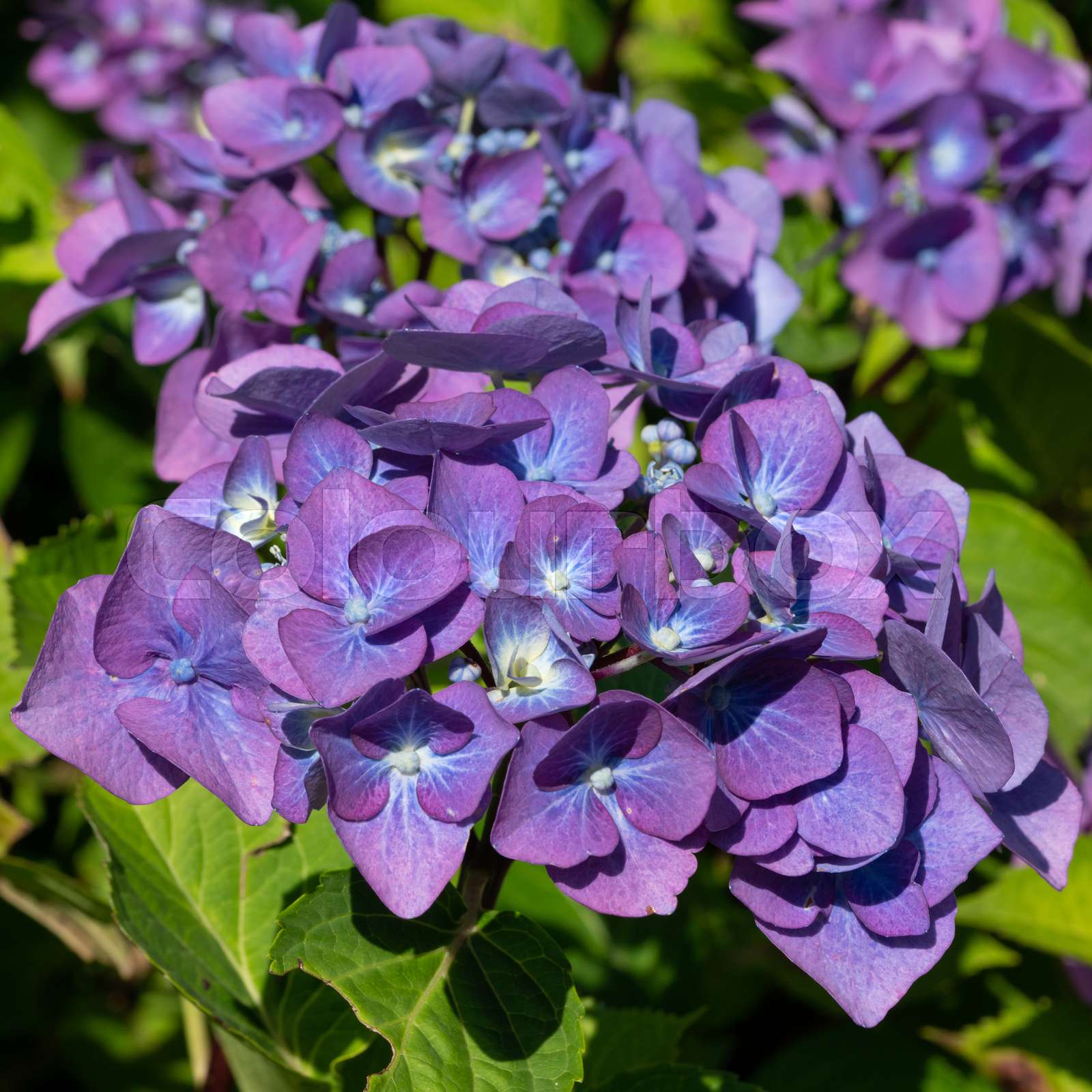Penny mac, Hydrangea macrophylla | Stock image | Colourbox