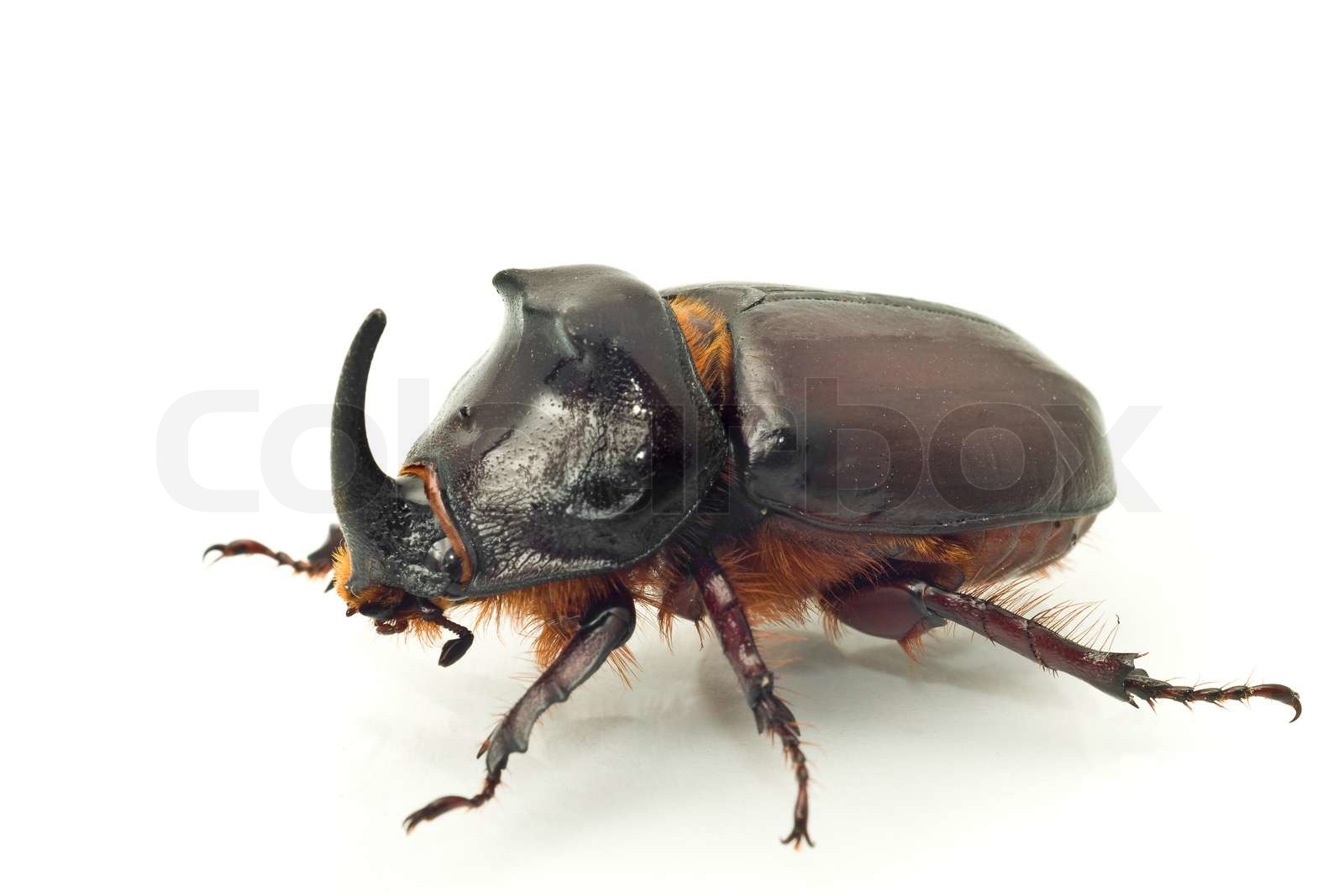 side, bille, insekt | Stock foto | Colourbox