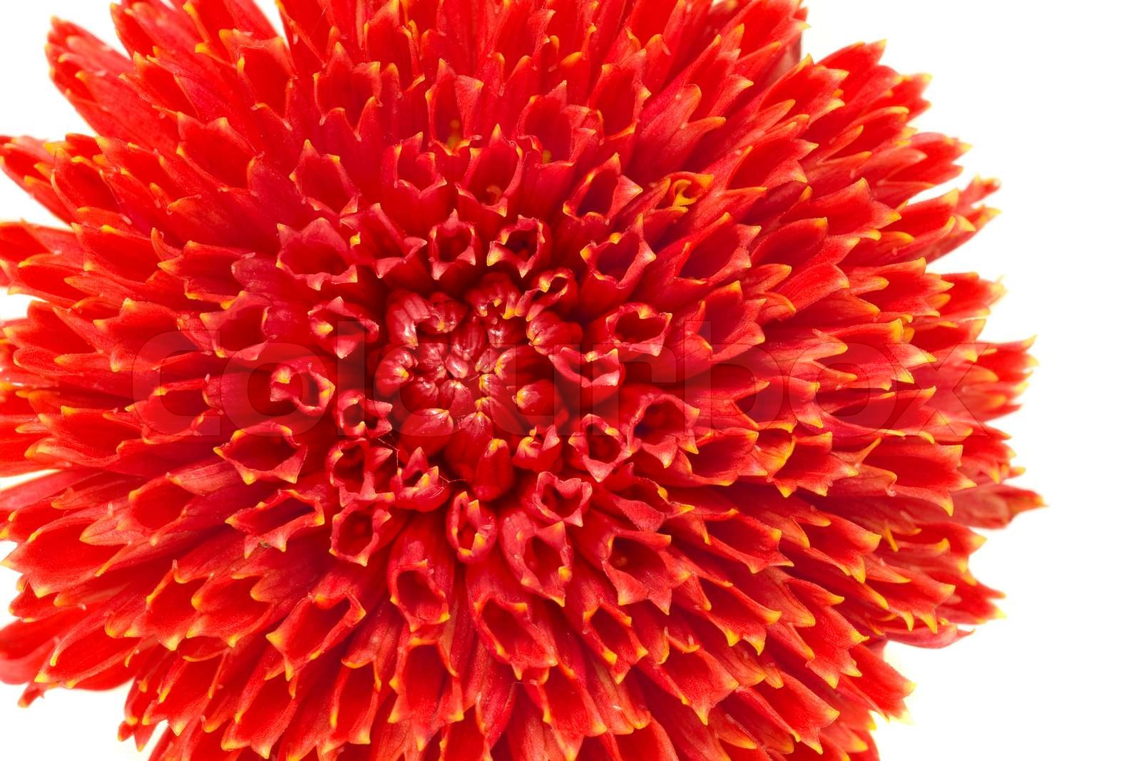 Red georgina flower bud isolated | Stock image | Colourbox